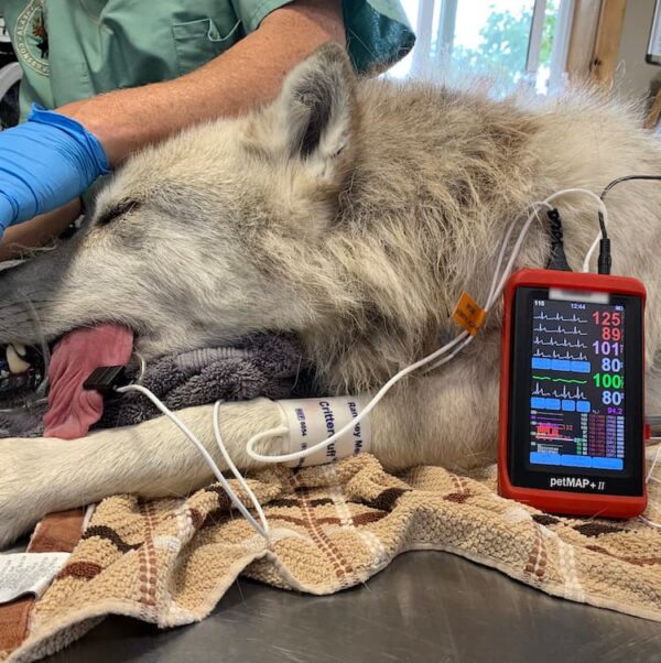 petMAP+ II | petMAP